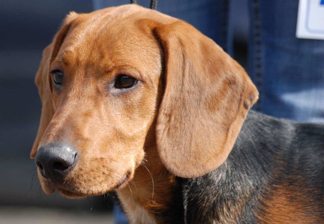 Adopt Bagel